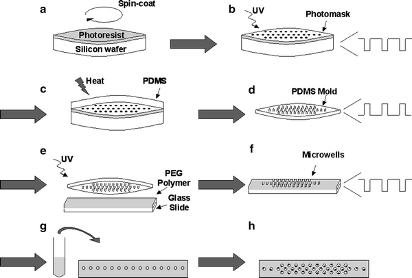 Methods for Embryoid Body Formation: The Microwell Approach | SpringerLink