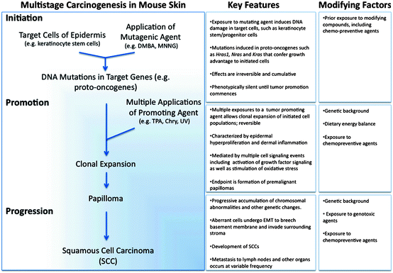 Multistage Carcinogenesis | SpringerLink