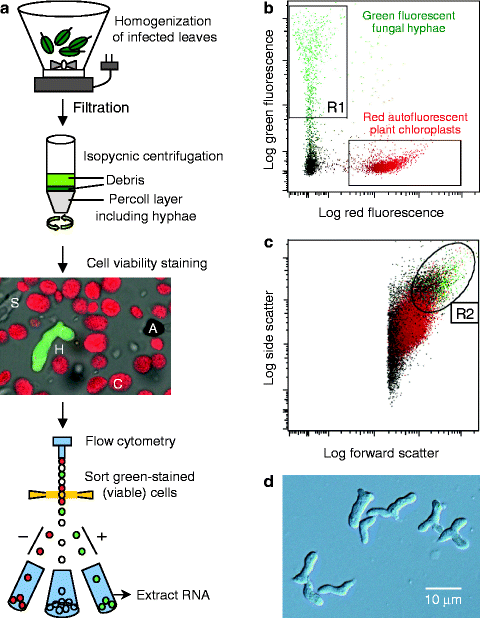 Isolation of Fungal Infection Structures from Plant Tissue by Flow ...