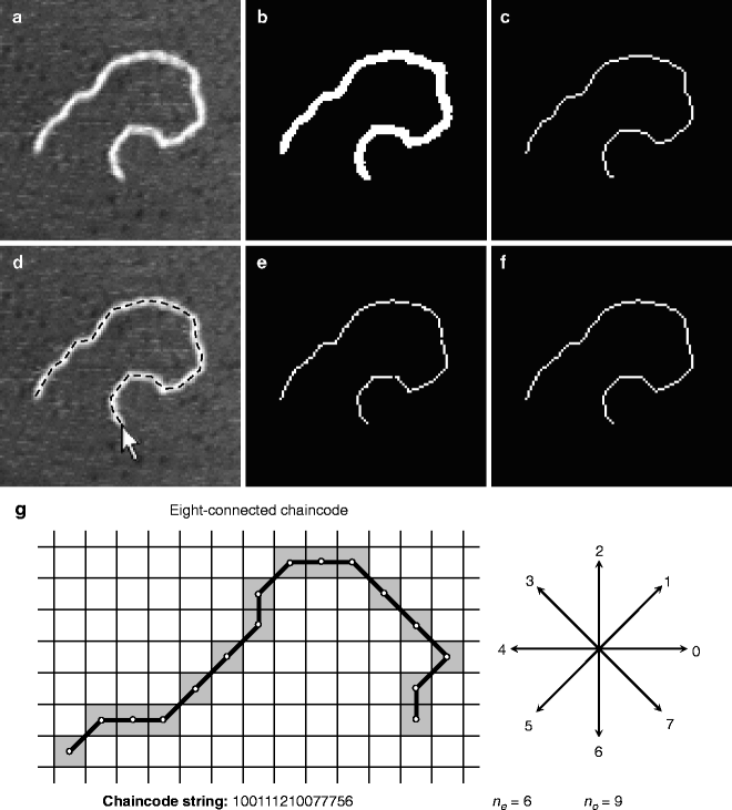 DNA Contour Length Measurements as a Tool for the Structural Analysis ...