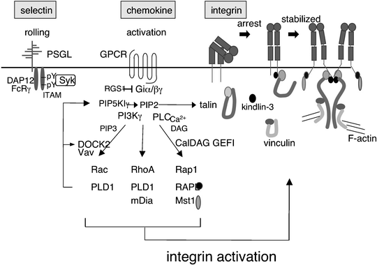 Overview of Integrin Signaling in the Immune System | SpringerLink