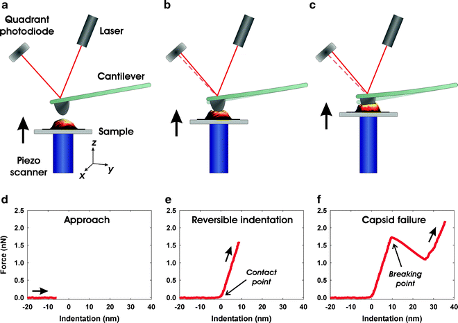 How to Perform a Nanoindentation Experiment on a Virus | SpringerLink