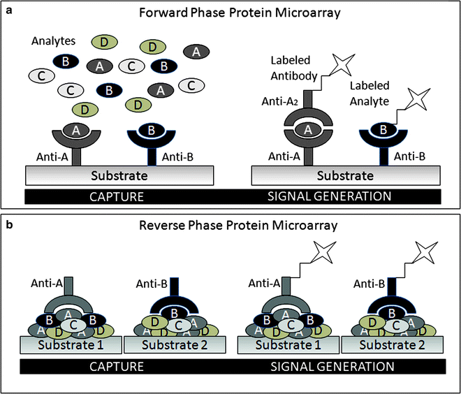 Reverse Phase Protein Microarrays for Clinical Applications | SpringerLink