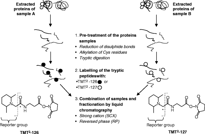 TMT Labelling for the Quantitative Analysis of Adaptive Responses in ...