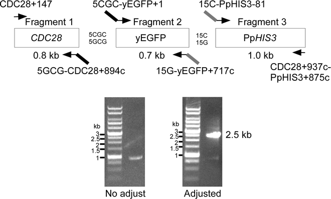 Fusion PCR via Novel Overlap Sequences | SpringerLink