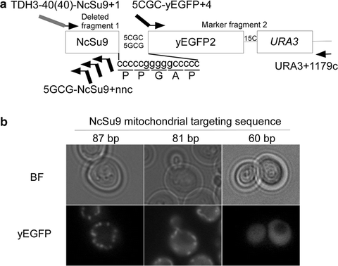 Fusion PCR via Novel Overlap Sequences | SpringerLink