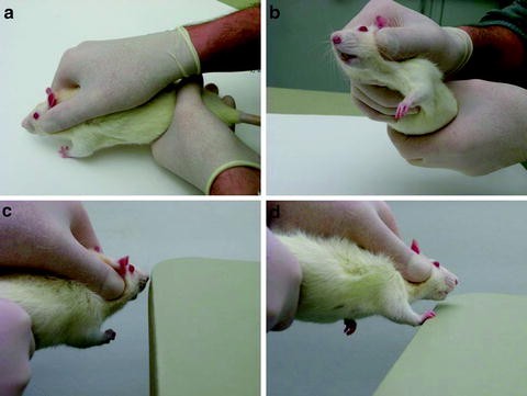 The Vibrissae-Elicited Forelimb Placing Test After Intracerebral ...