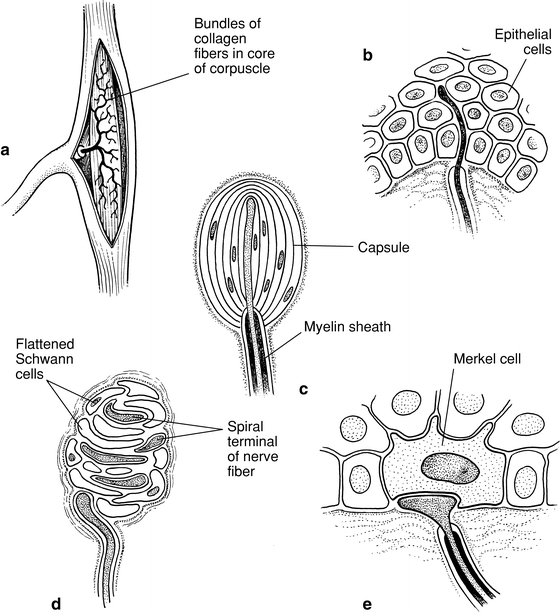 Discriminative General Senses, Crude Touch, and Proprioception ...