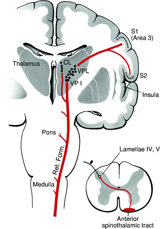 Discriminative General Senses, Crude Touch, and Proprioception ...