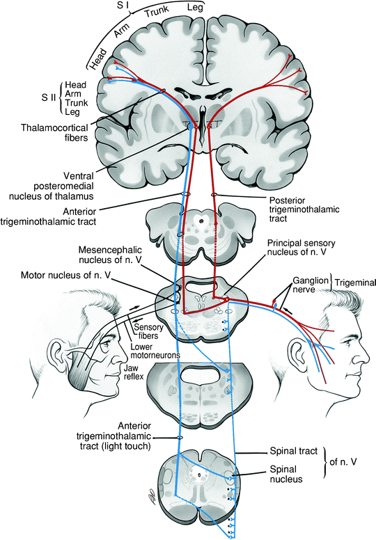 Discriminative General Senses, Crude Touch, and Proprioception ...