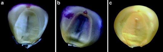 Production of Haploids and Doubled Haploids in Maize | SpringerLink