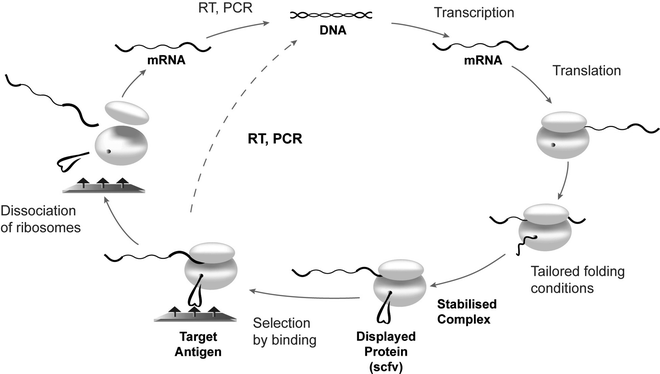 Ribosome Display | SpringerLink