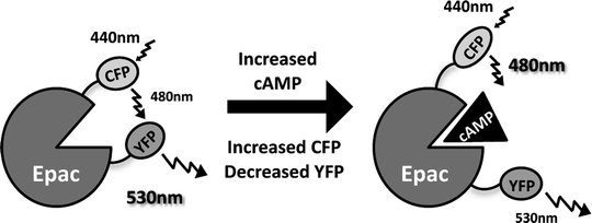 Imaging cAMP Dynamics in the Drosophila Brain with the Genetically ...