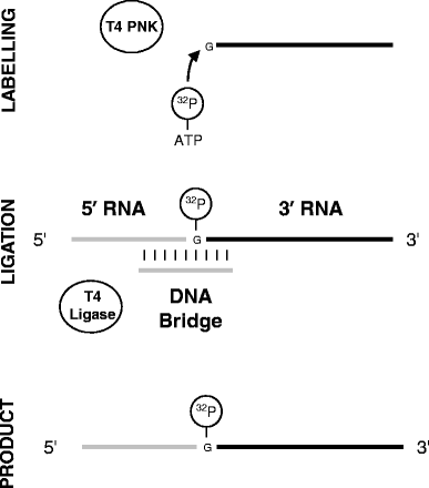 Splint Ligation of RNA with T4 DNA Ligase | SpringerLink