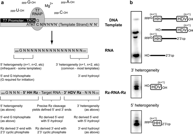 Cis Acting Ribozymes For The Production Of Rna In Vitro Transcripts