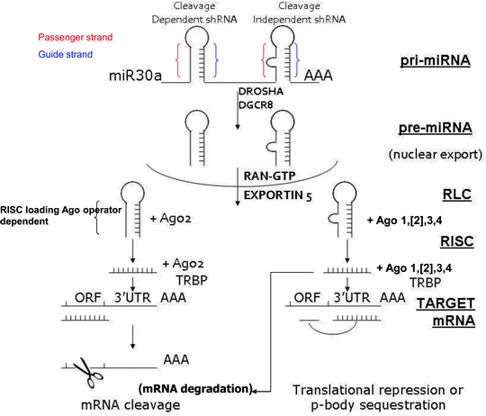 Bifunctional Short Hairpin RNA (bi-shRNA): Design and Pathway to ...