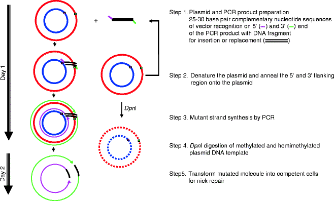 Fast and Easy Method for Construction of Plasmid Vectors Using Modified ...