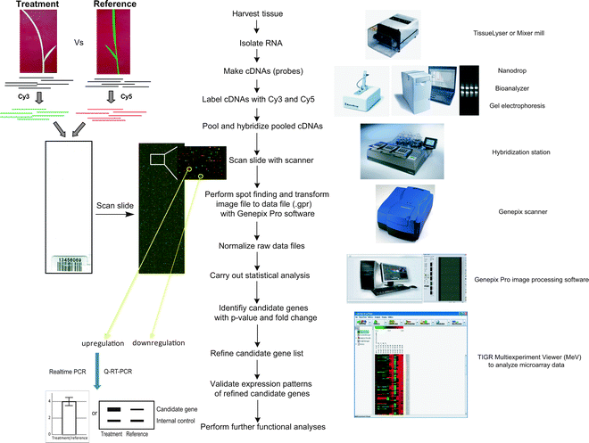 Transcriptome Profiling Analysis Using Rice Oligonucleotide Microarrays ...