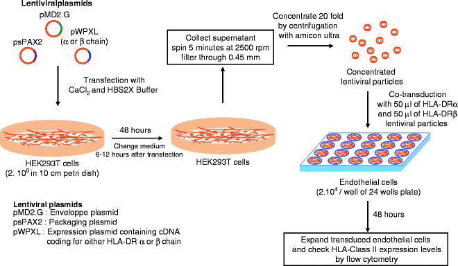 Study of the Allogeneic Response Induced by Endothelial Cells ...