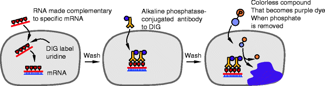 General Introduction to In Situ Hybridization Protocol Using ...