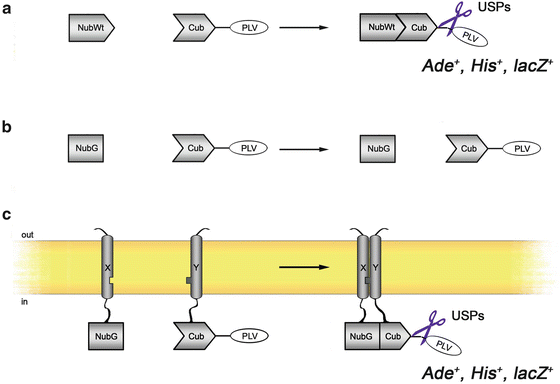 The Split-Ubiquitin System for the Analysis of Three-Component ...