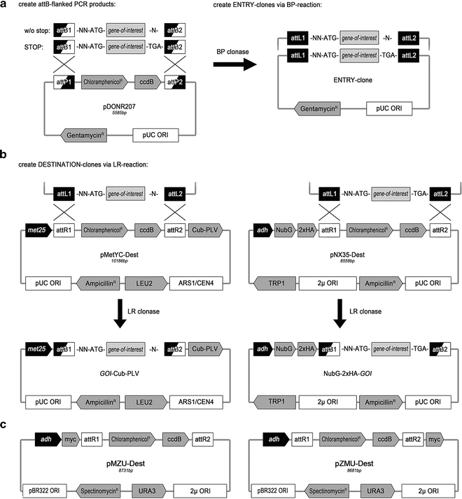 The Split-Ubiquitin System for the Analysis of Three-Component ...