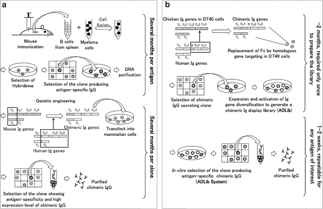 Chimeric Antibodies | SpringerLink