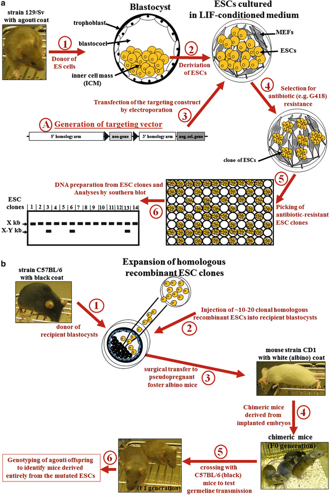 Gene Targeting in Mice: A Review | SpringerLink