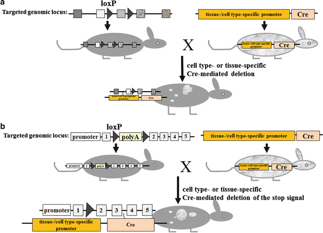 Gene Targeting in Mice: A Review | SpringerLink