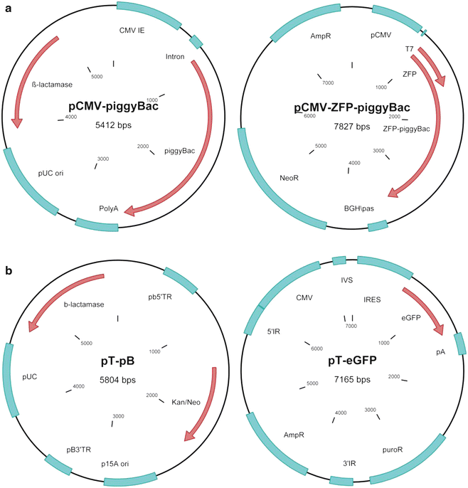 Targeting piggyBac Transposon Integrations in the Human Genome ...