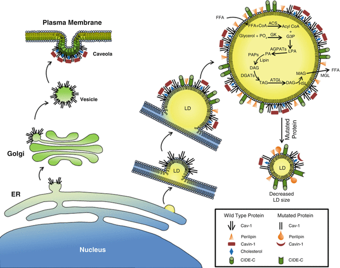 Human Lipodystrophy: An Update in Molecular Genetics and Possible ...
