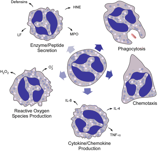 The Role Of Neutrophils In The Immune System An Overview Springerlink