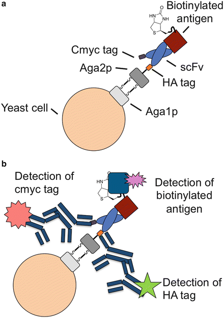 Yeast Surface Display for Antibody Isolation: Library Construction ...