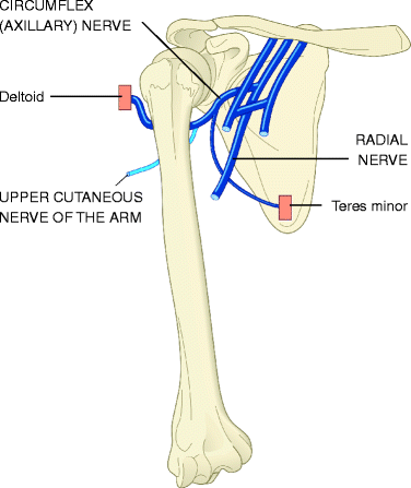 The Peripheral Nervous System: Gross Anatomy | SpringerLink