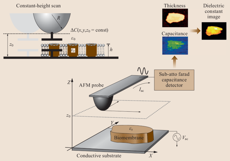 Scanning Probe Microscopy in Materials Science | SpringerLink
