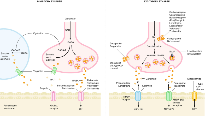 Status Epilepticus | SpringerLink