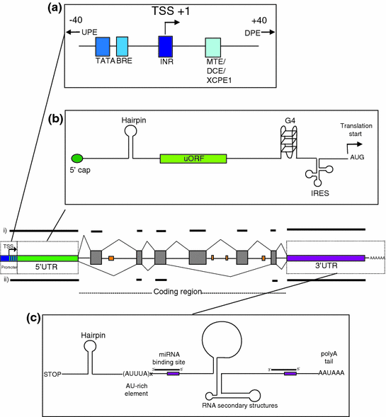 Untranslated Gene Regions and Other Non-coding Elements | SpringerLink