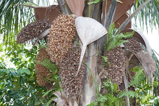 Attalea maripa | SpringerLink