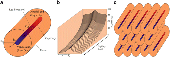Modelling Oxygen Capillary Supply to Striated Muscle Tissues | SpringerLink