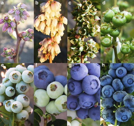 Postharvest Control of Gray Mold on Blueberry Based on Critical Growth ...