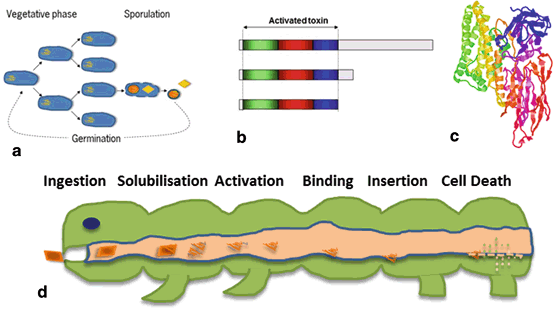 Bacillus thuringiensis-Based Products for Insect Pest Control ...