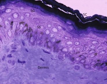 Skin Basics; Structure and Function | SpringerLink