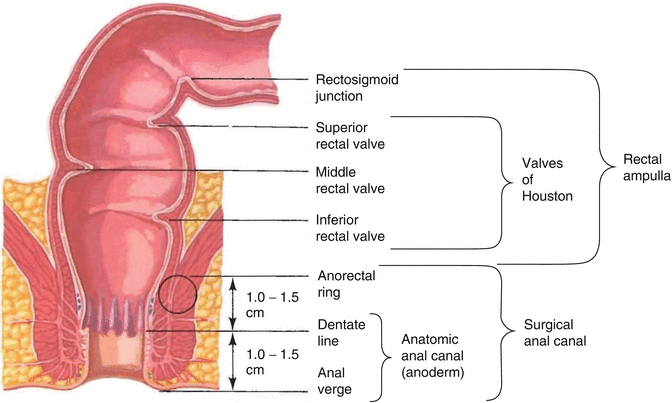 Surgical Anatomy of the Colon, Rectum and Anus | SpringerLink