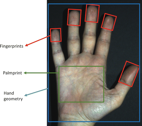 Palmprint Biometrics | SpringerLink