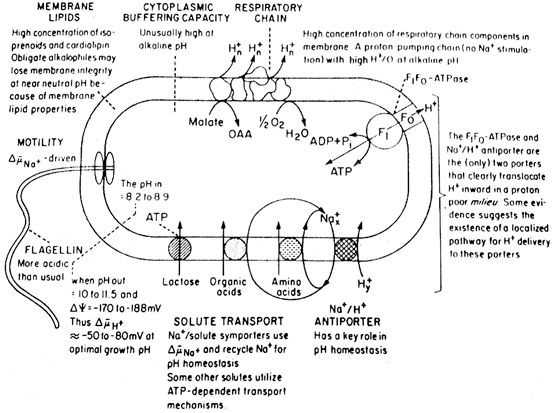 Alkaliphilic Bacteria: Diversity, Physiology and Industrial ...