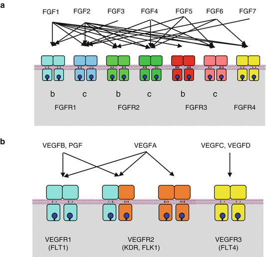 Growth Factors and Tyrosine Kinase Receptors | SpringerLink