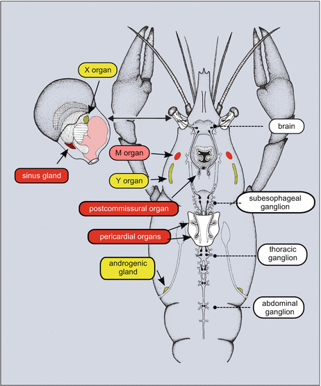 Endocrine Active Organs | SpringerLink