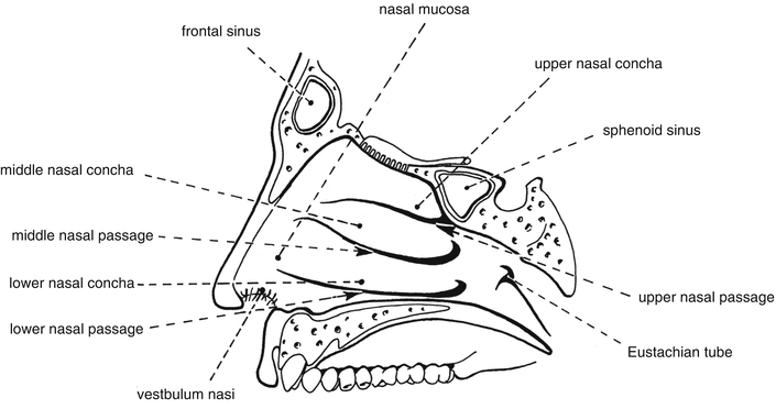 Nose | SpringerLink