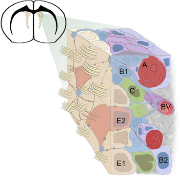 Regulation of Subventricular Zone-Derived Cells Migration in the Adult ...