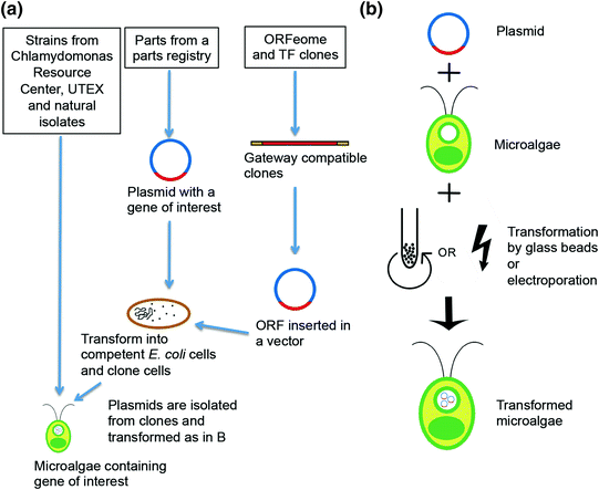 Molecular Genetic Techniques for Algal Bioengineering | SpringerLink